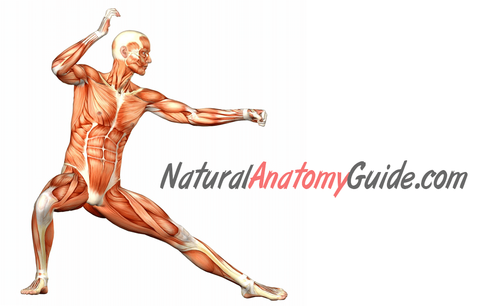 Top Anatomy Books For Medical Students